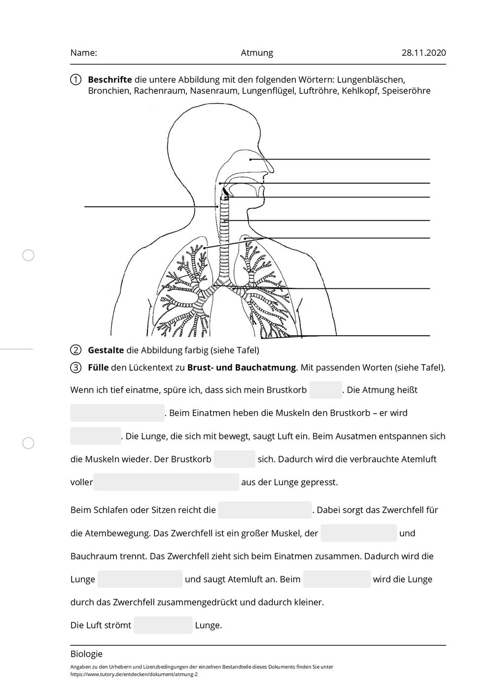 Arbeitsblatt - Atmung - Biologie - tutory.de Arbeitsblatt - Atmung - Biologie - tutory.de