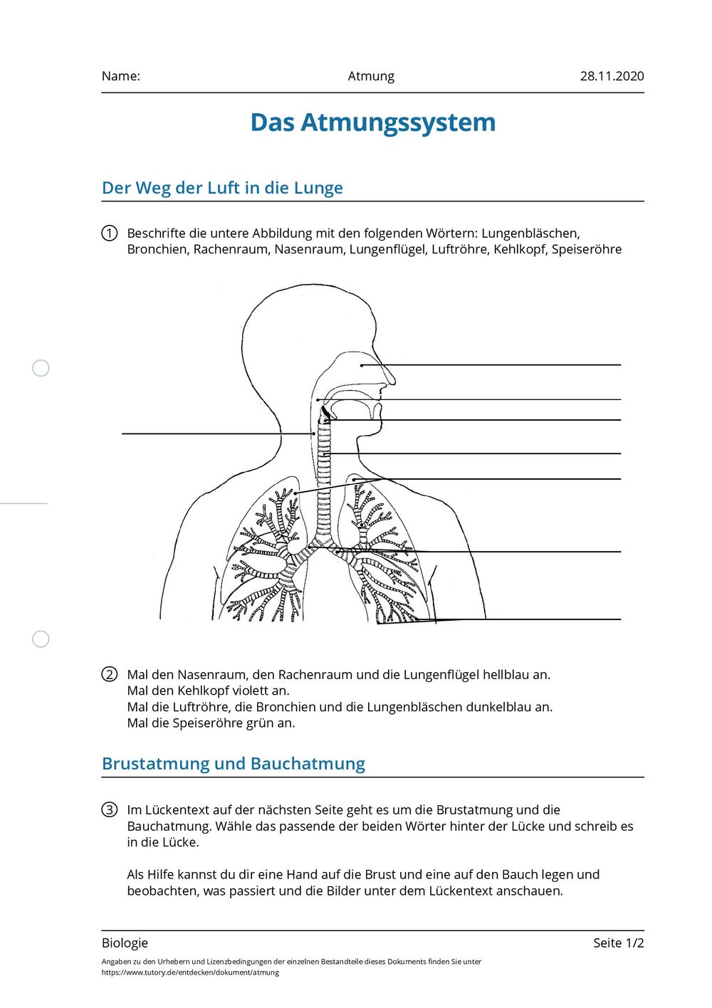 Arbeitsblatt - Atmung - Biologie - tutory.de Arbeitsblatt - Atmung - Biologie - tutory.de