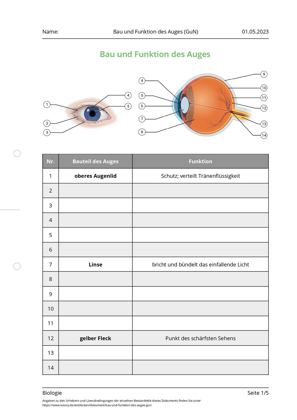 Arbeitsblatt - Bau und Funktion des Auges (GuN) - Biologie - tutory.de Arbeitsblatt - Bau und Funktion des Auges (GuN) - Biologie - tutory.de
