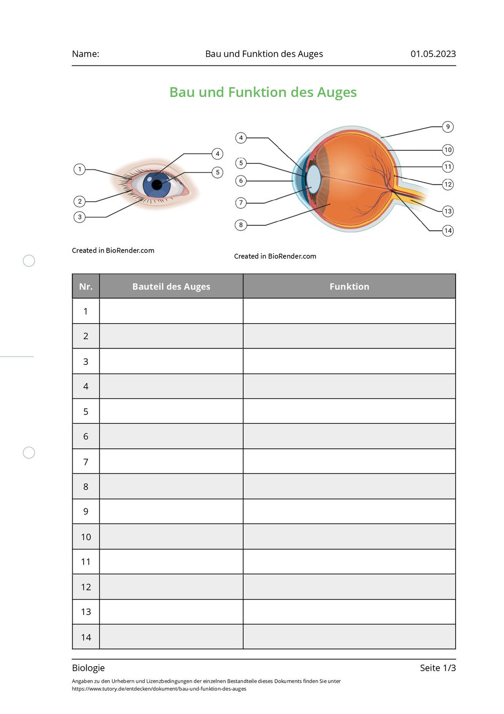 Arbeitsblatt - Bau und Funktion des Auges - Biologie - tutory.de Arbeitsblatt - Bau und Funktion des Auges - Biologie - tutory.de
